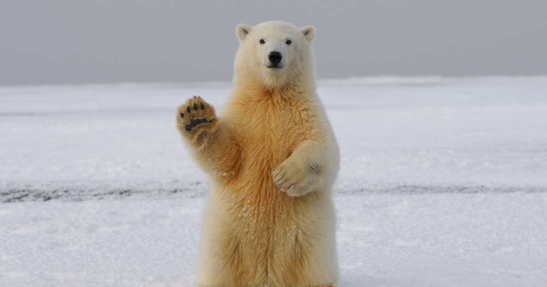 Seal Watching Destinations | PolarTourist | PolarTourist